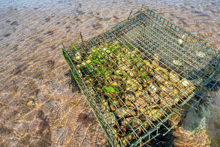 Shellfish Aquaculture & Research with FlowCam