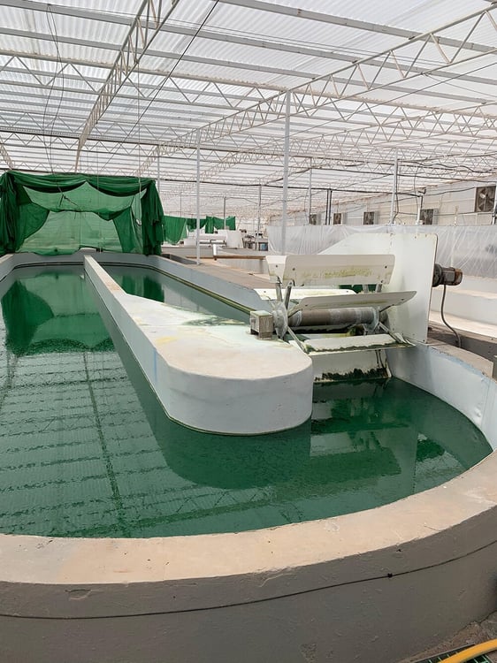 Grad Thesis Explores Morphological Algae Analysis