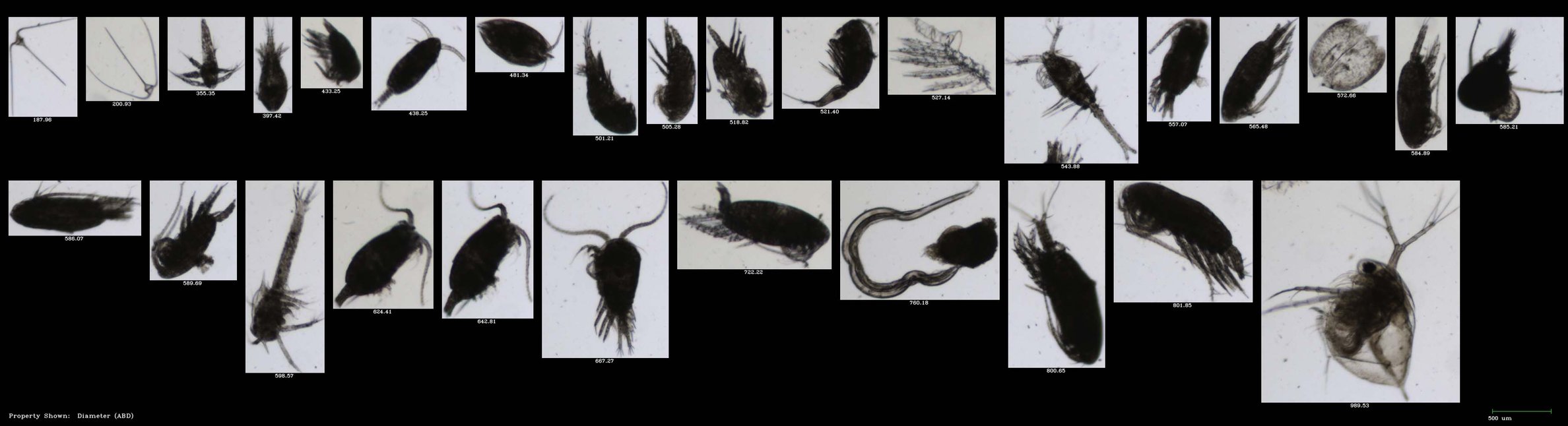 Measuring Zooplankton Size in China's Three Gorges Reservoir