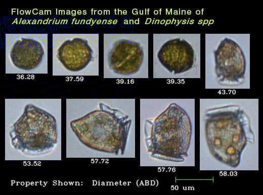FlowCam Efficient for Shellfish Aquaculture Microscopy Needs