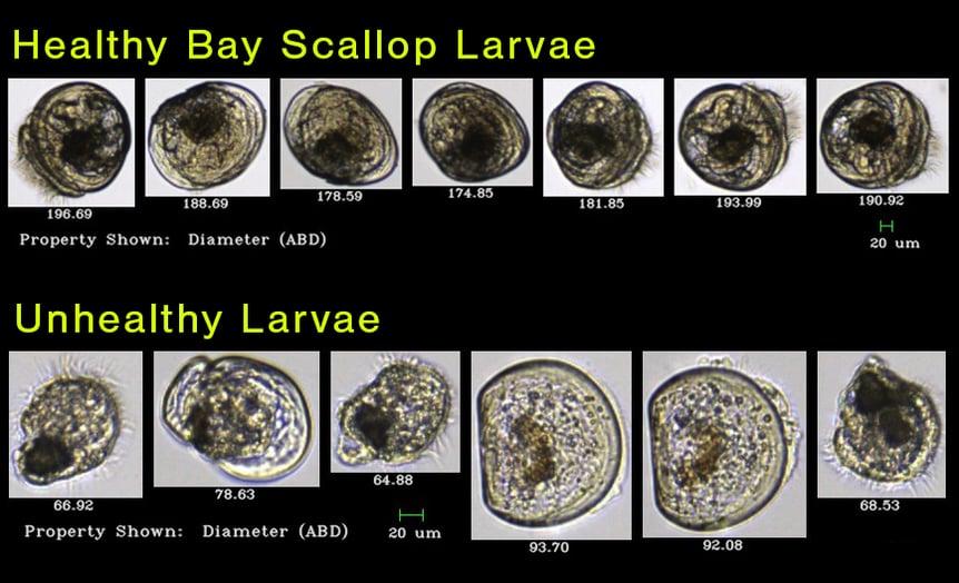 FlowCam Efficient for Shellfish Aquaculture Microscopy Needs