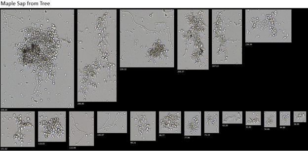 Finding the Sweet Spot for Particles in Pure Maple Syrup