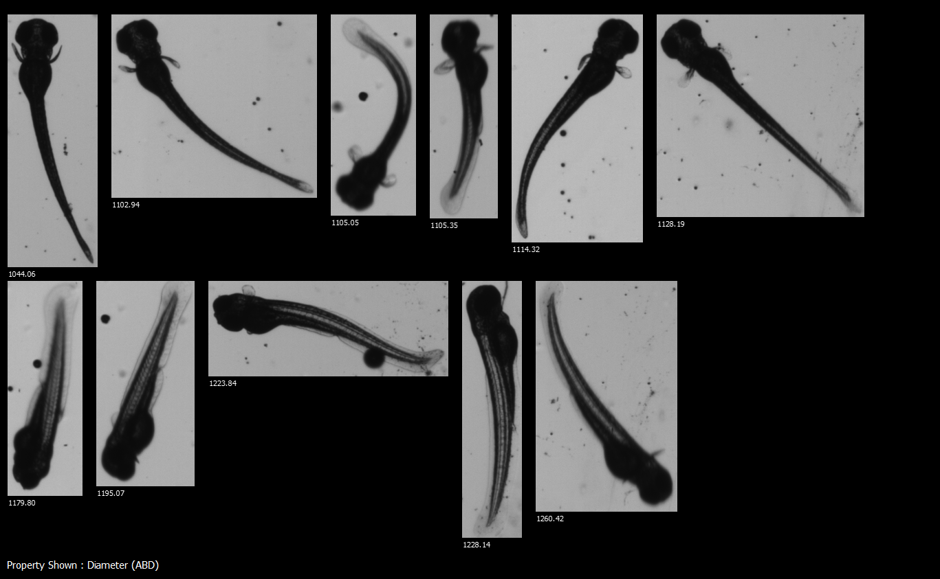 FlowCam Spans Applications—Organoids, Aquaculture, Zebrafish
