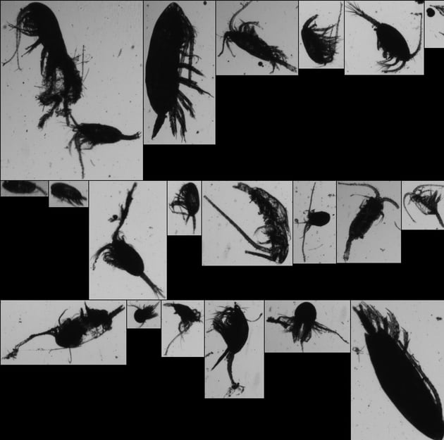 New Method for Meiobenthos Analysis Using FlowCam