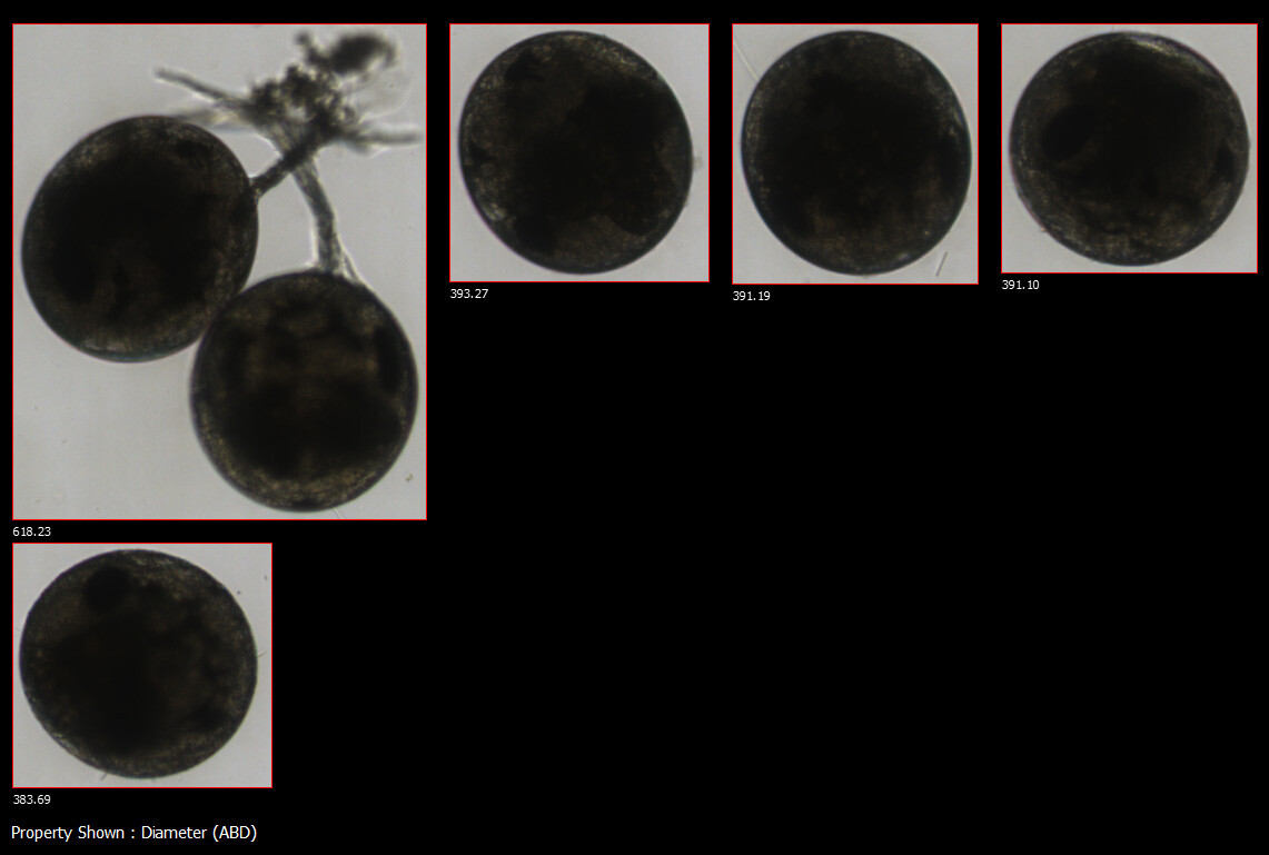 Shellfish Hatchery | Aquaculture Research | Flowcam