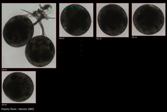 Shellfish Hatchery | Aquaculture Research | Flowcam
