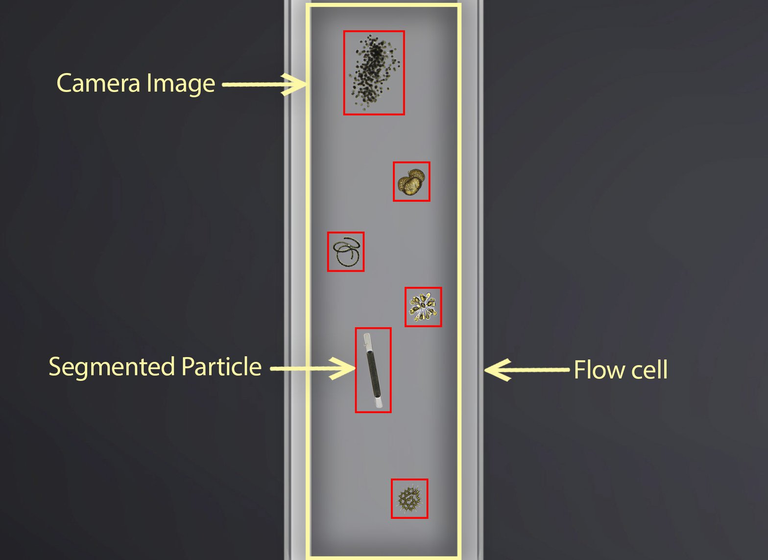 Understanding Particle Size and Shape Analysis: Techniques and Tools