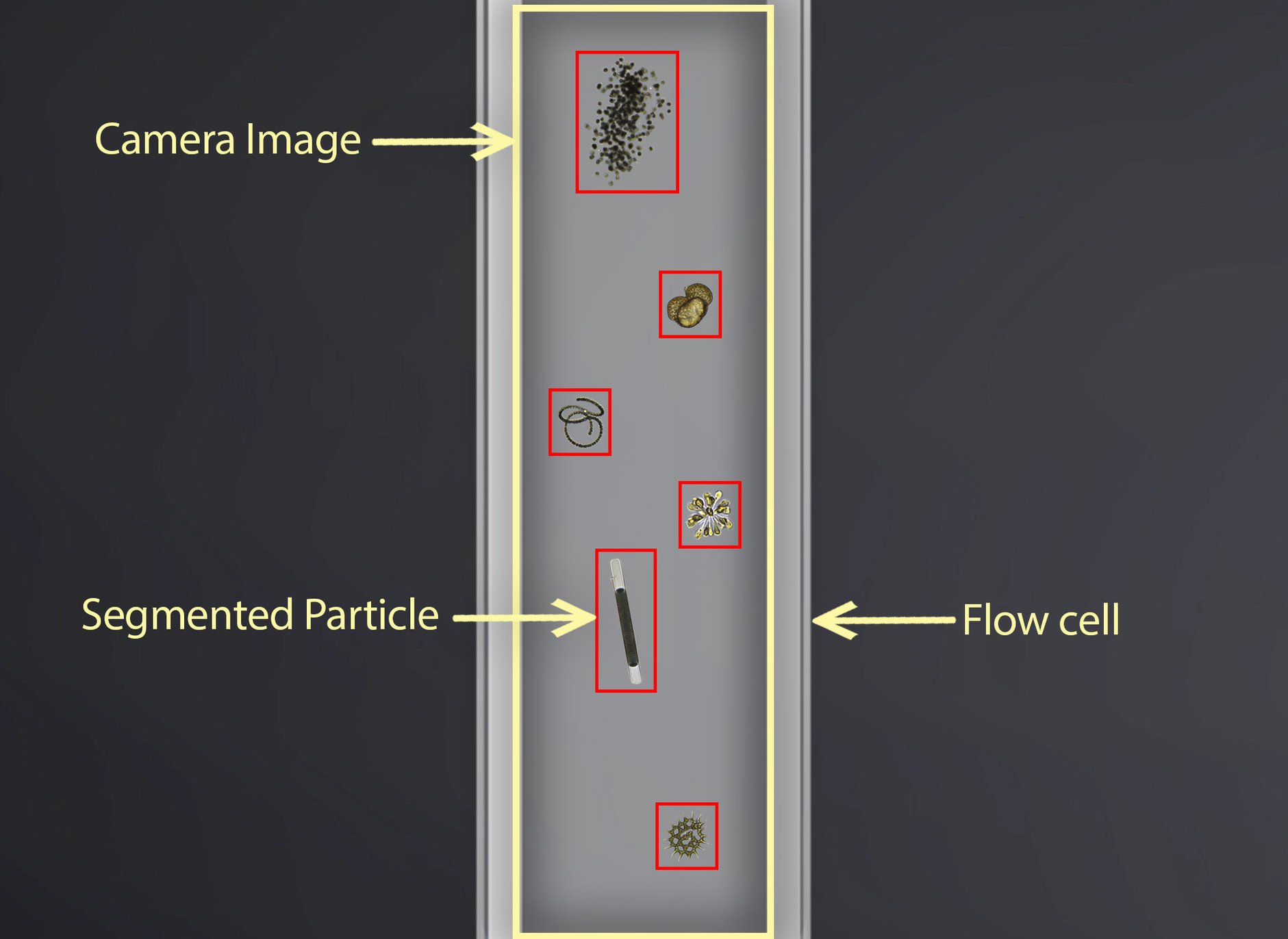 Understanding Particle Size and Shape Analysis: Techniques and Tools