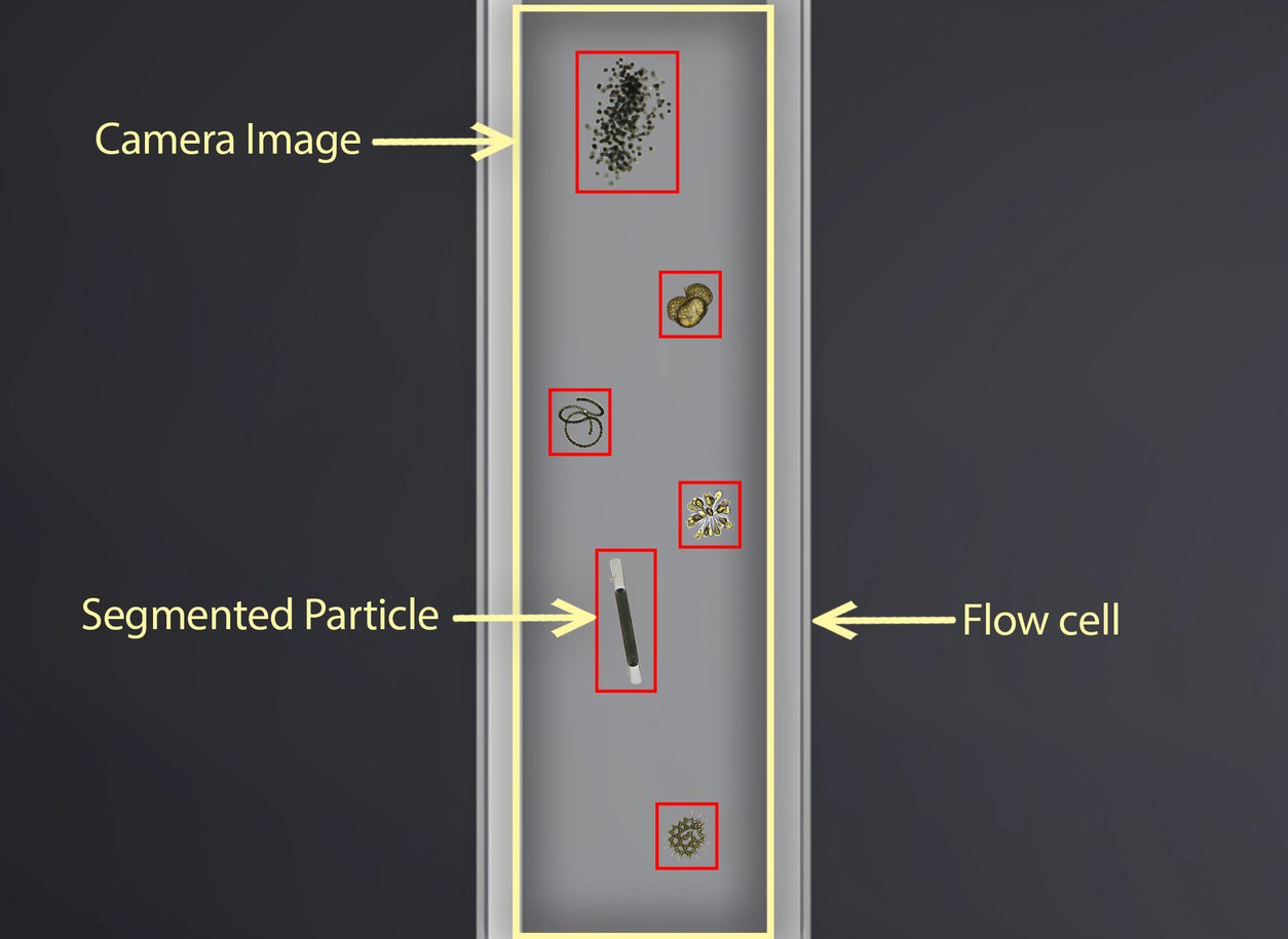 Understanding Particle Size and Shape Analysis: Techniques and Tools