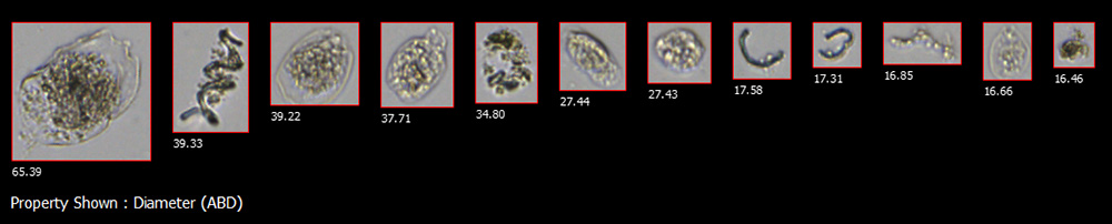 Bates Students use FlowCam to Investigate Microbial Diversity and more