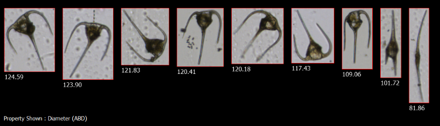 What We Learned About Algae Cycles from a Kelp Farm Tour