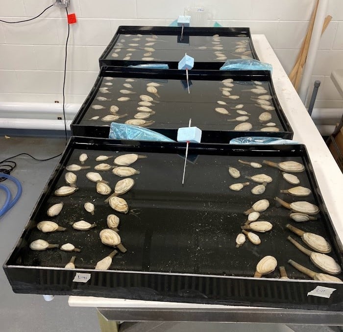 Maine Lab Analyzes Algae and Shellfish Larvae with FlowCam