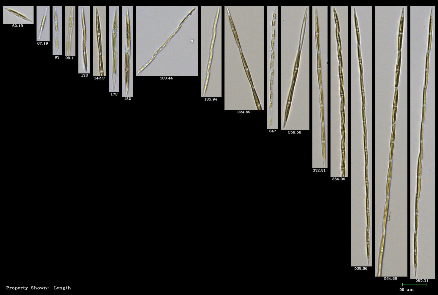 FlowCam Aquatic Image Gallery | Sample Images by Organism Type