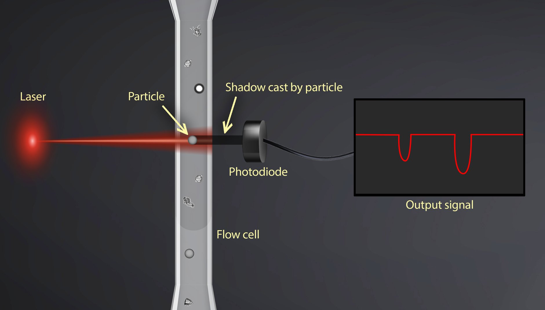 Understanding Particle Size and Shape Analysis: Techniques and Tools