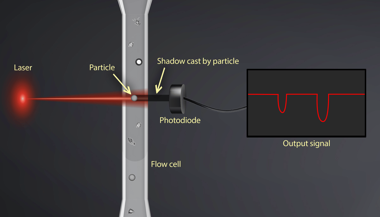 Understanding Particle Size and Shape Analysis: Techniques and Tools