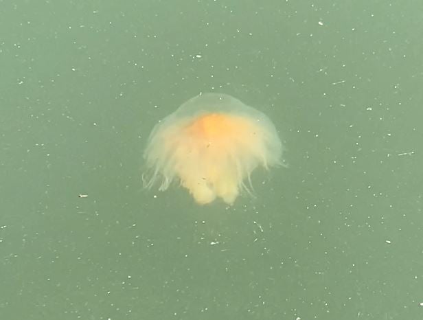 Insights from the 2023 Shellfisheries Association Meeting