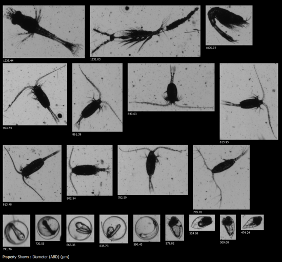 Plankton Analysis | Classify Phytoplankton & Zooplankton with FlowCam