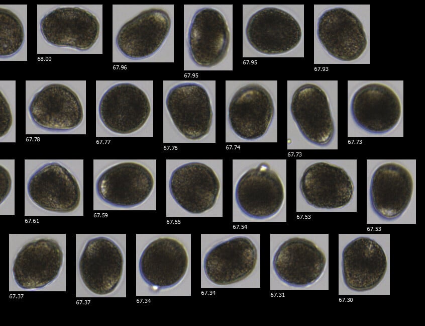 Shellfish Aquaculture Monitoring | Bivalve Research | FlowCam