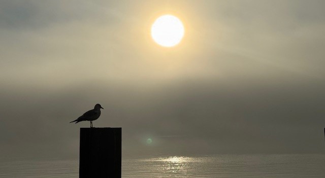 Highlights from the 2024 Ocean Sciences Meeting