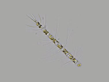 The Phytoplankton Identification Gallery: A Shared FlowCam Resource