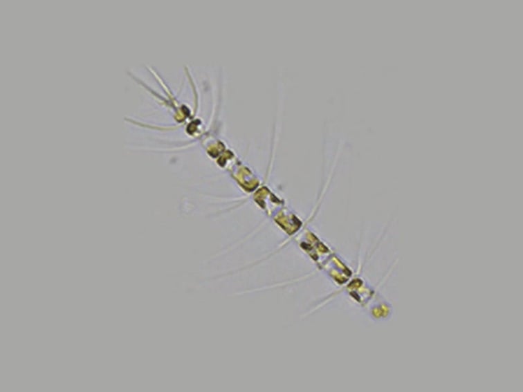 The Phytoplankton Identification Gallery: A Shared FlowCam Resource