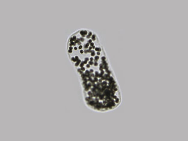 The Phytoplankton Identification Gallery: A Shared FlowCam Resource