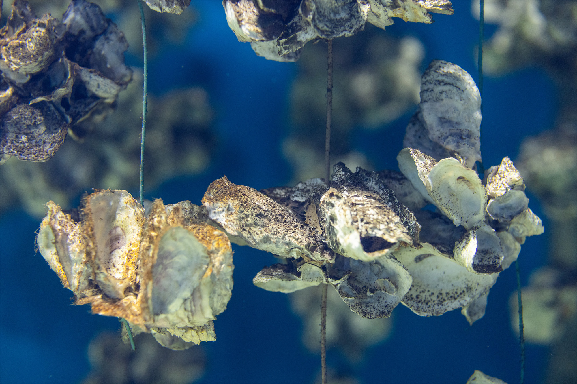 Shellfish Aquaculture Monitoring | Bivalve Research | FlowCam